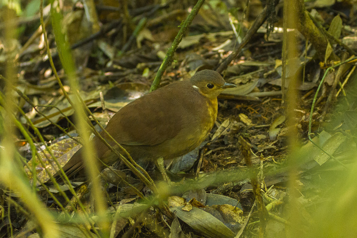Brown Mesite (Mesitornis unicolor) :: BirdWeather
