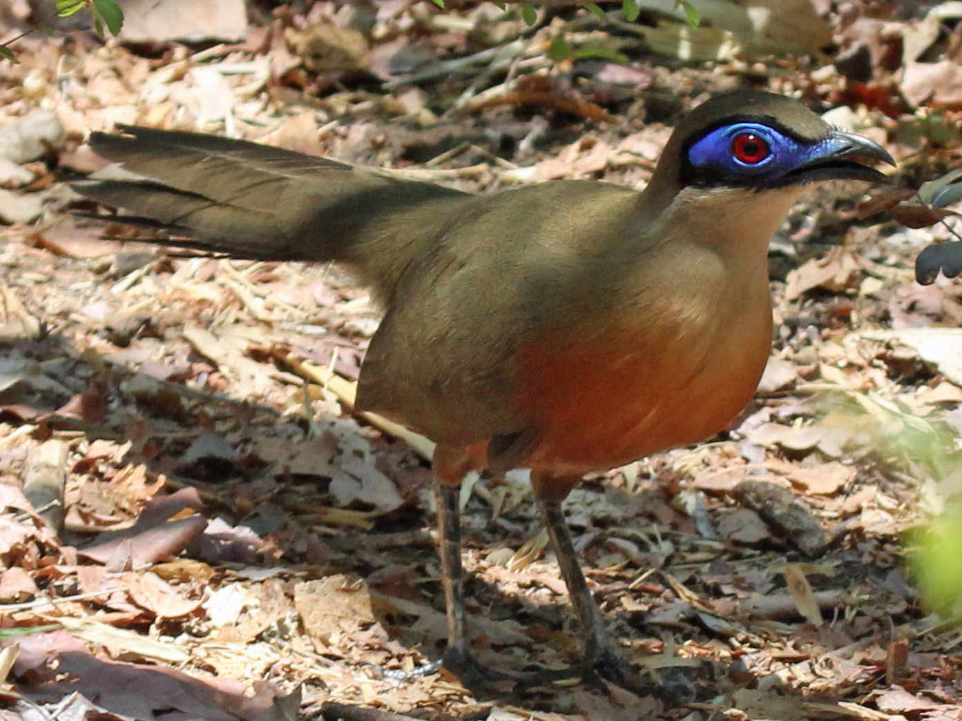 Coquerel's Coua (Coua coquereli) :: BirdWeather