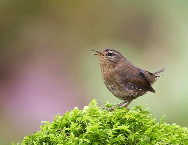 Pacific Wren (Troglodytes pacificus) :: BirdWeather