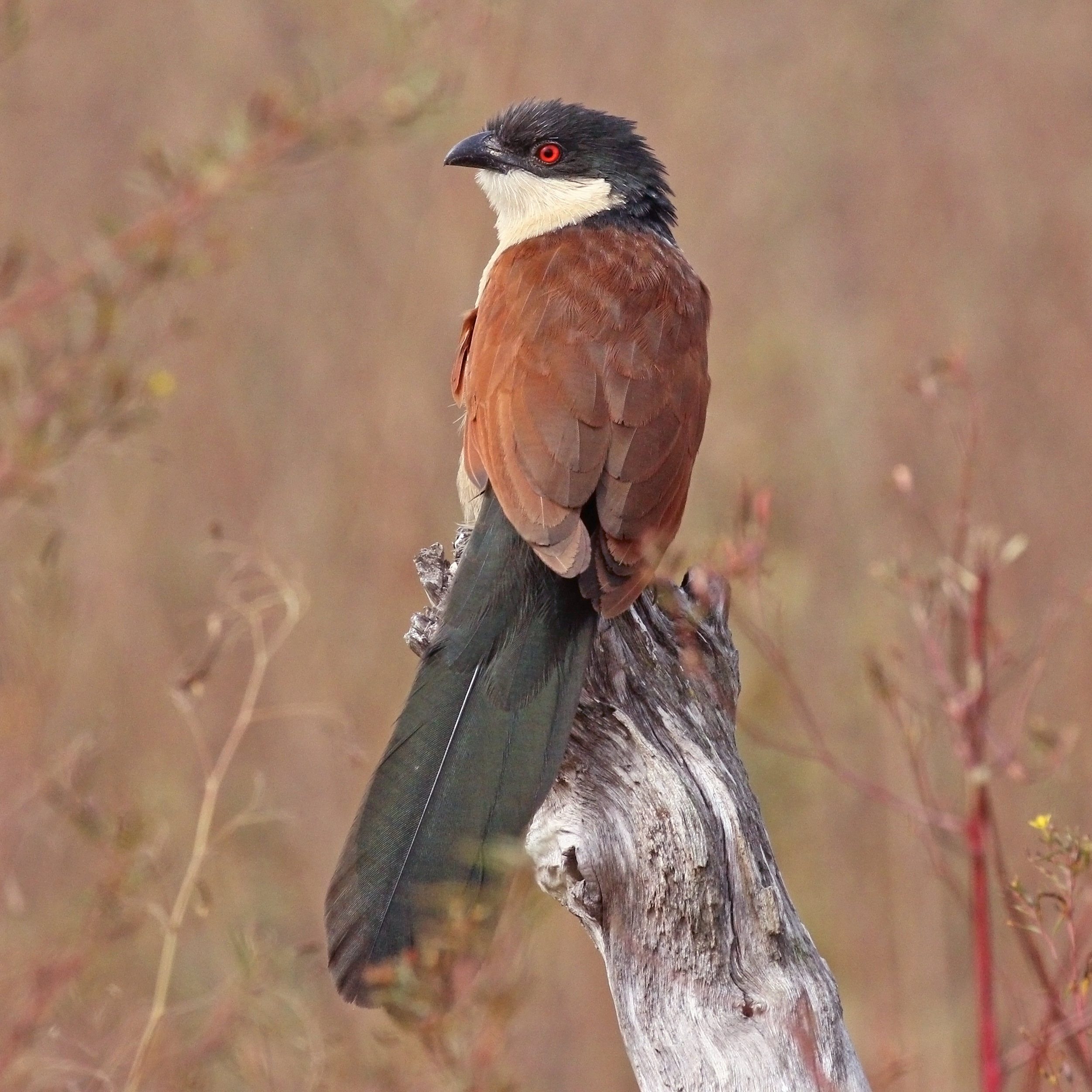 Senegal Coucal (Centropus senegalensis) :: BirdWeather