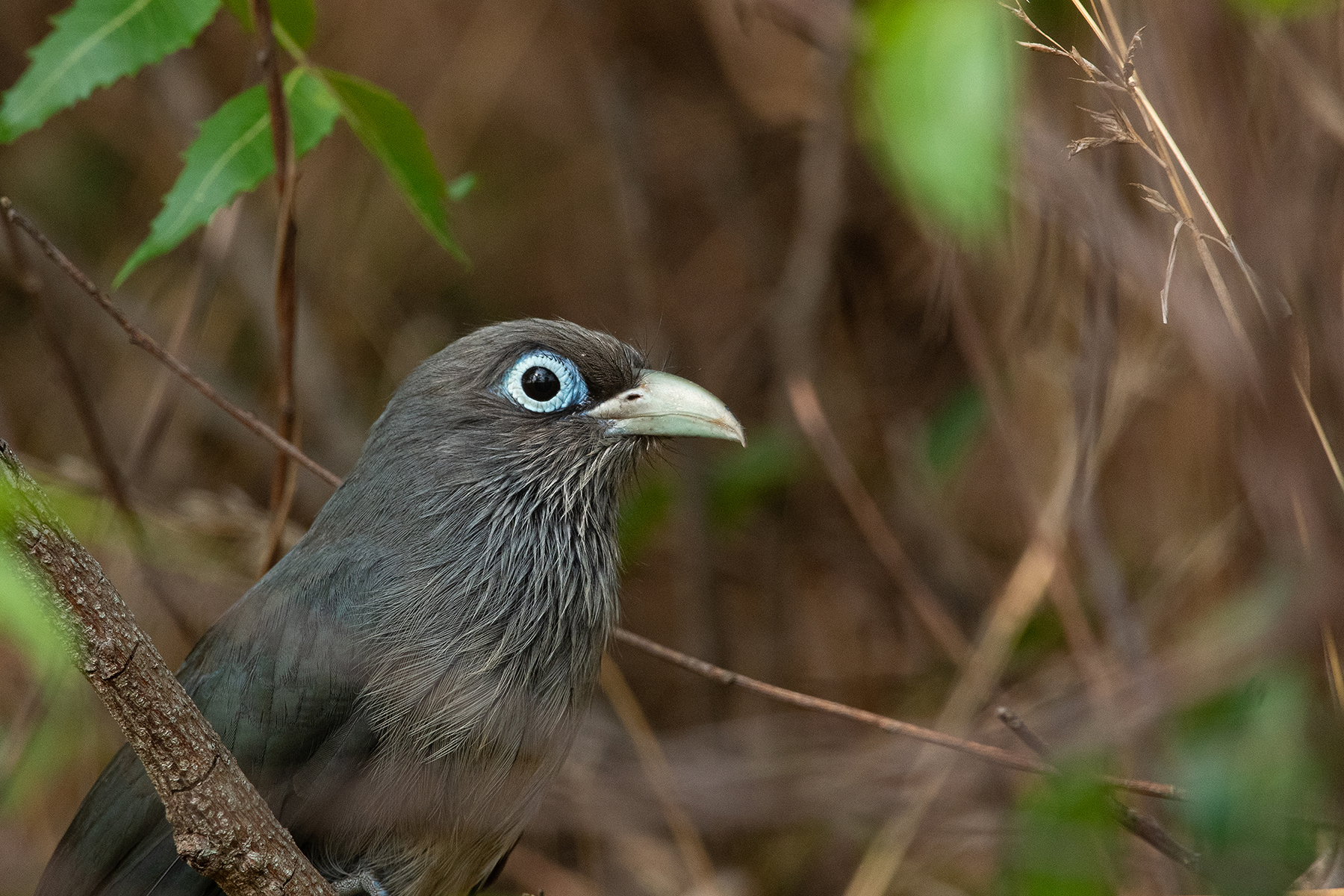 Blue-faced Malkoha (Phaenicophaeus viridirostris) :: BirdWeather
