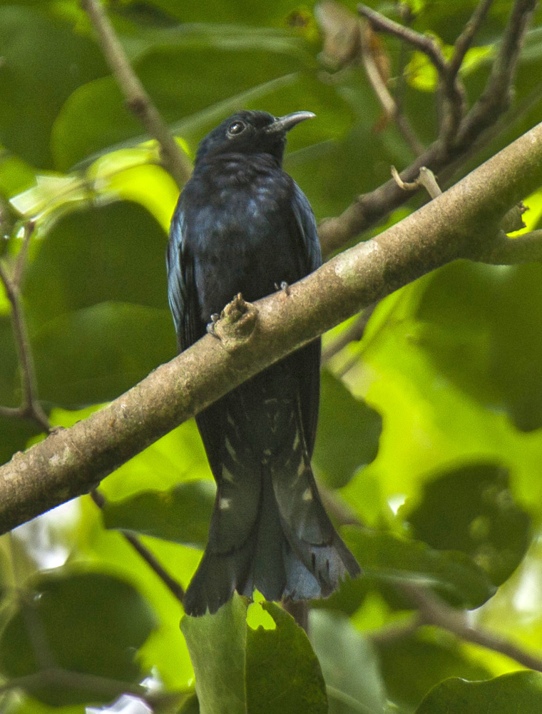Philippine Drongo-Cuckoo (Surniculus velutinus) :: BirdWeather