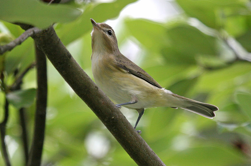 Warbling Vireo (Vireo gilvus) :: BirdWeather