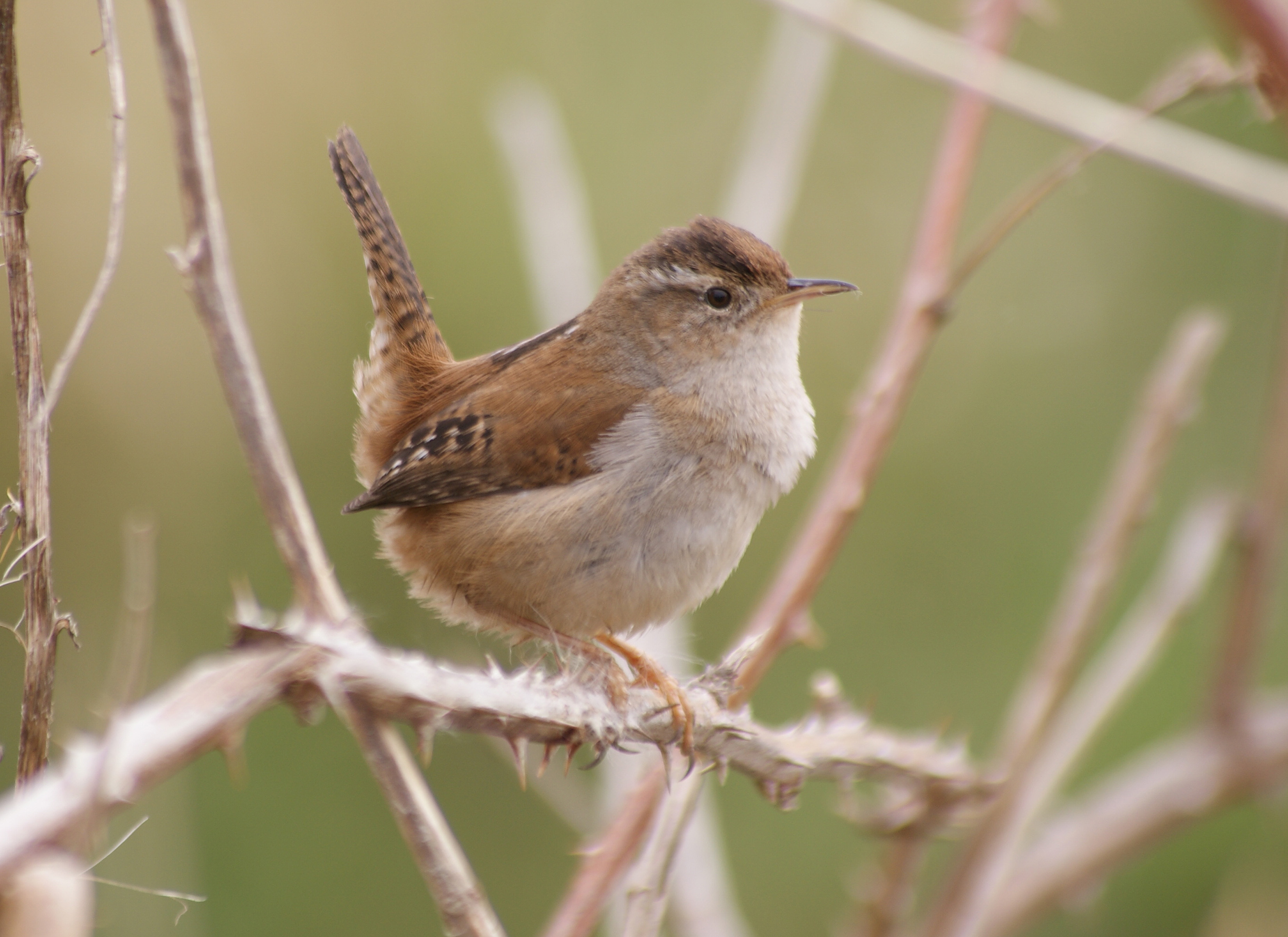 Marsh Wren Cistothorus Palustris Birdweather