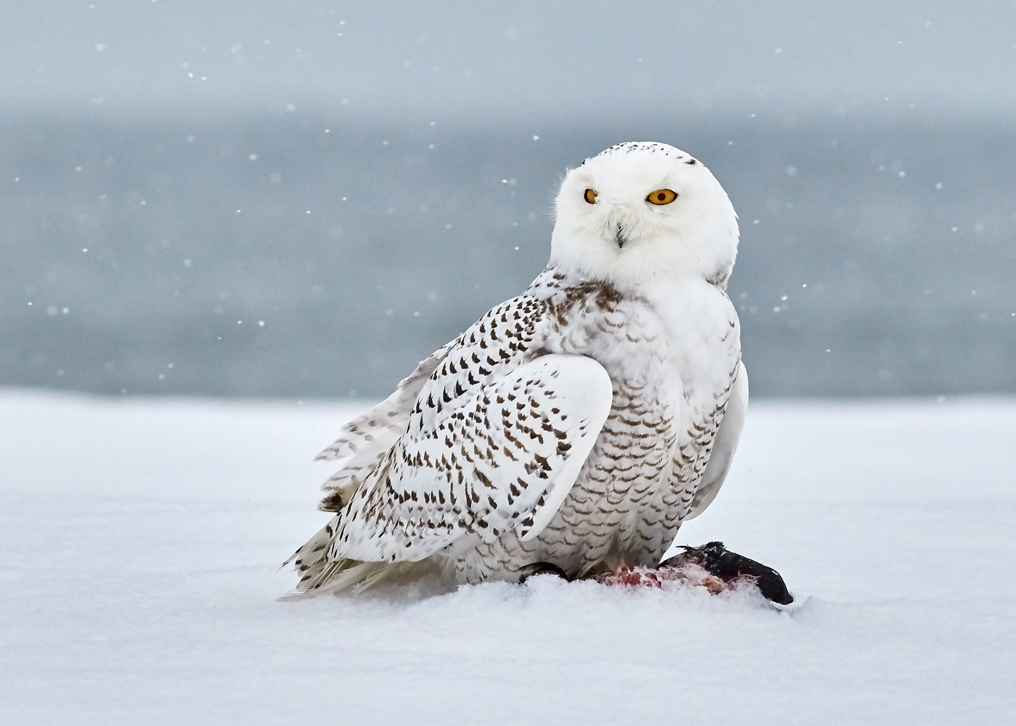 Snowy Owl Adaptations For Survival