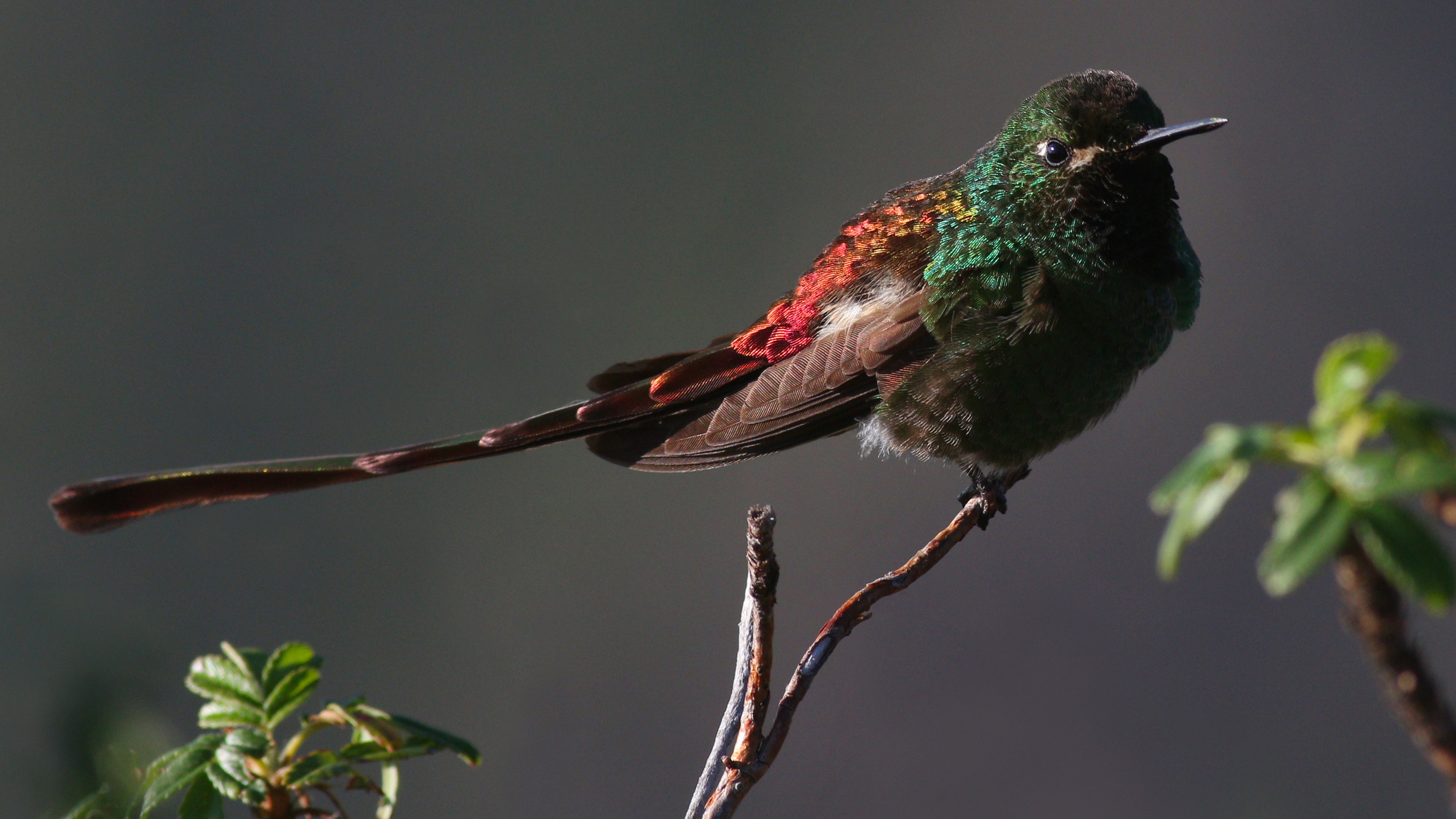Red-tailed Comet (Sappho sparganurus) :: BirdWeather