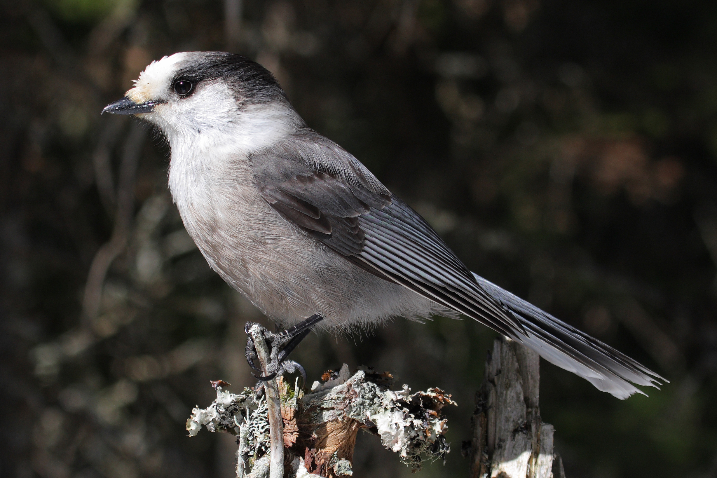 Canada Jay (Perisoreus canadensis) :: BirdWeather