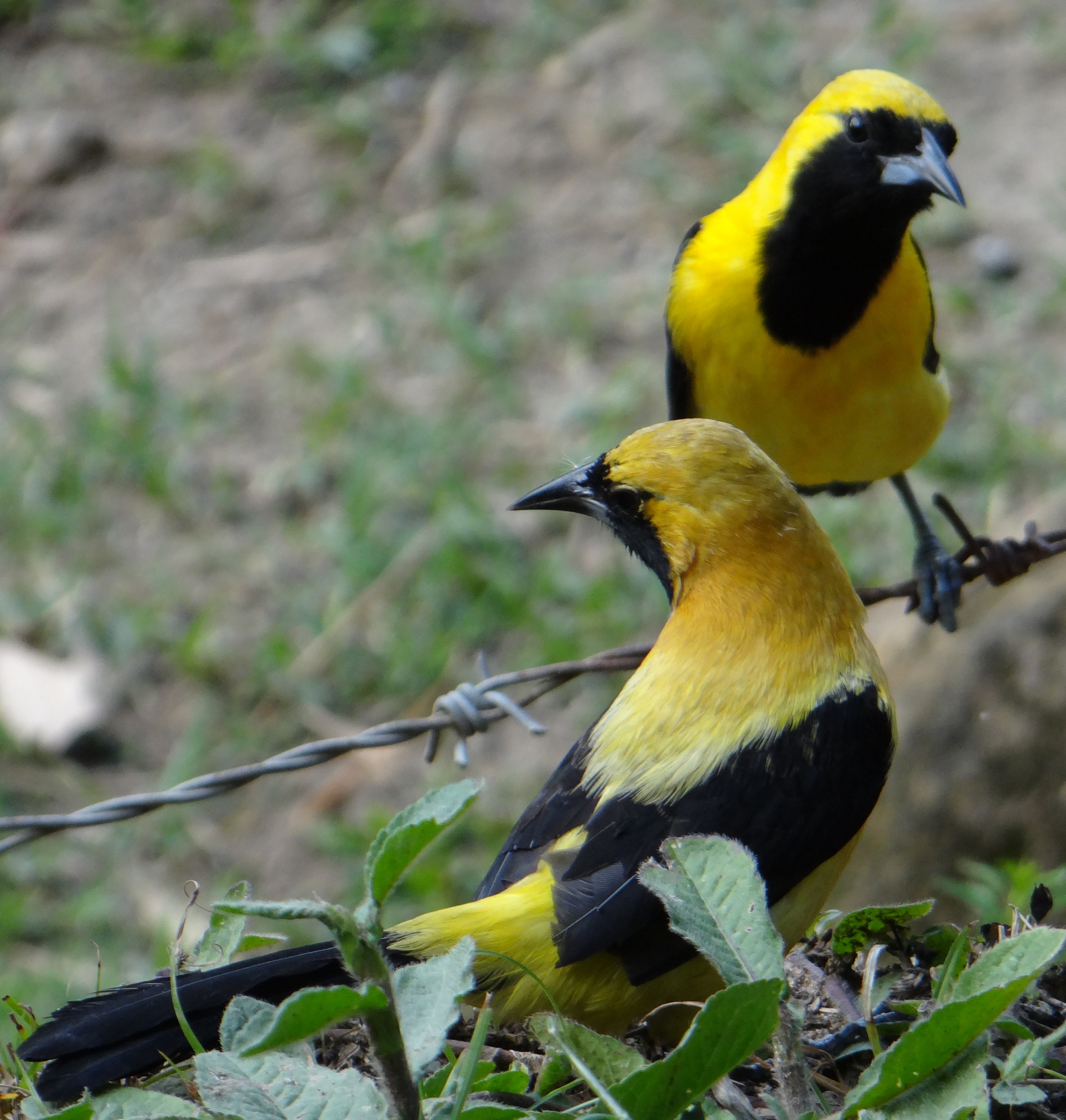 Yellow-backed Oriole (Icterus chrysater) :: BirdWeather