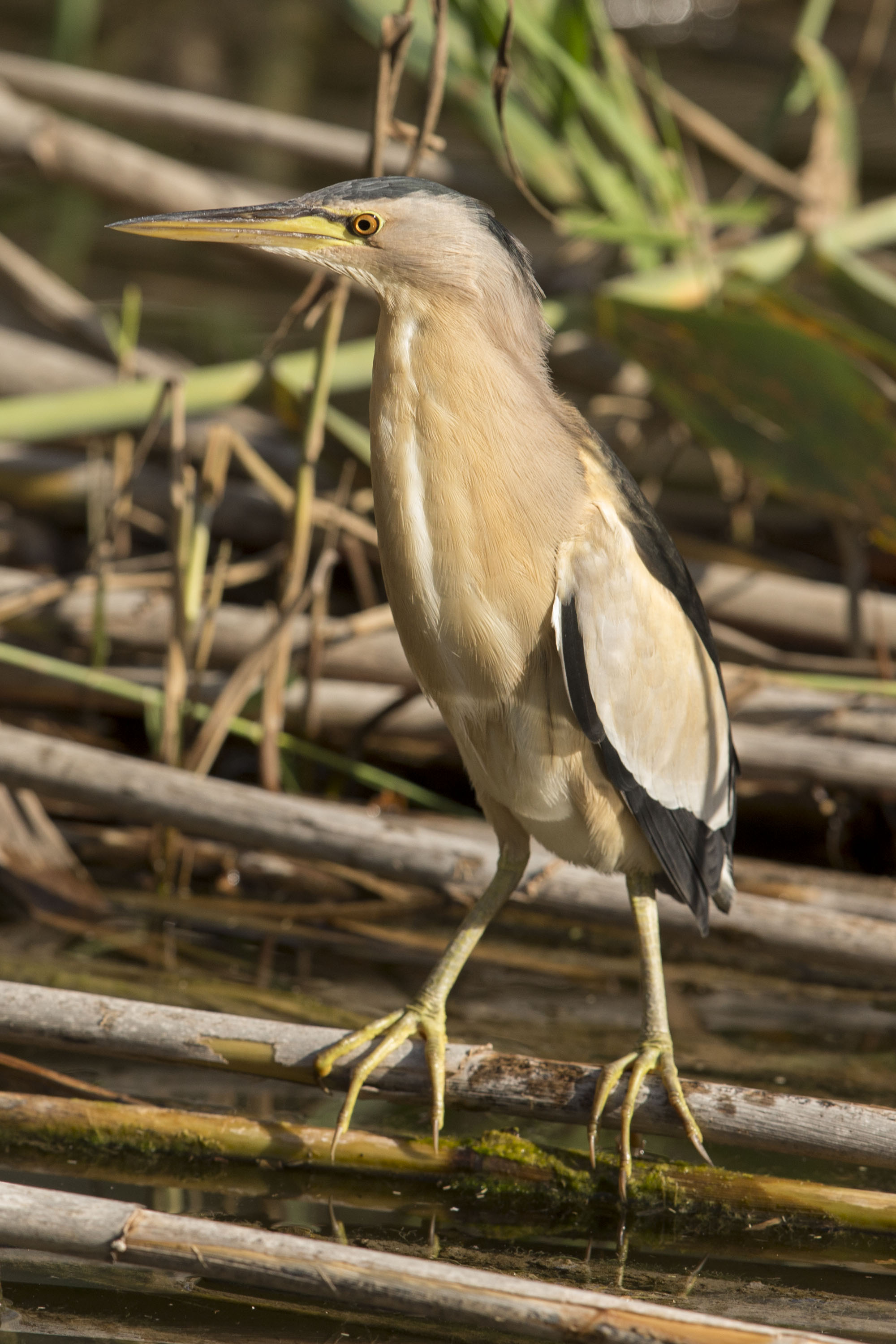 Little Bittern (Ixobrychus minutus) :: BirdWeather