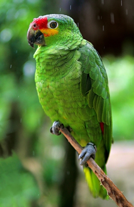 Red-lored Parrot (Amazona autumnalis) :: BirdWeather