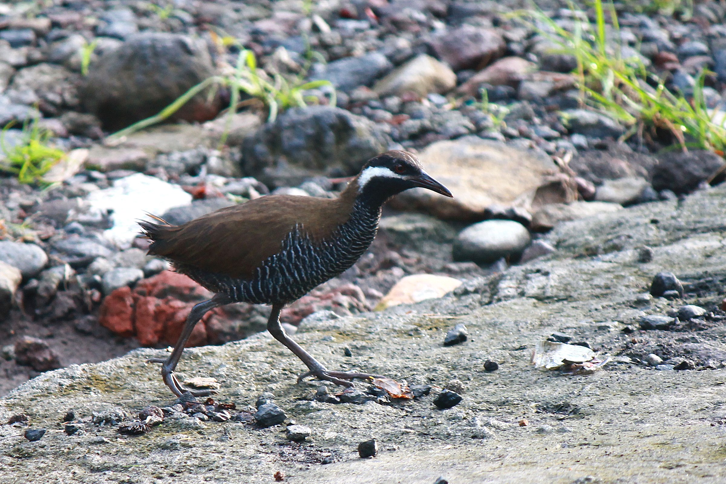 Barred Rail (Gallirallus torquatus) :: BirdWeather