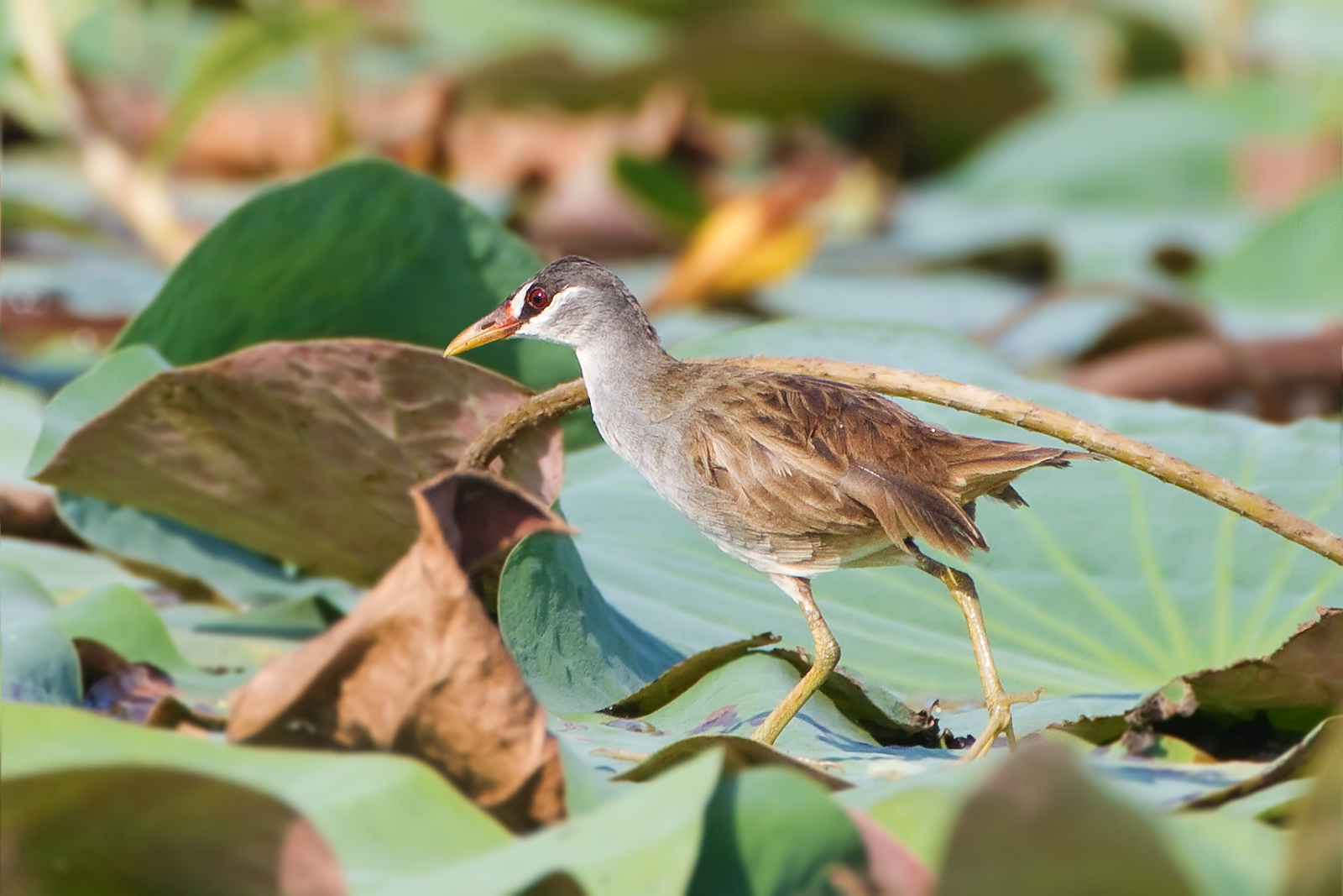White-browed Crake (Poliolimnas cinereus) :: BirdWeather