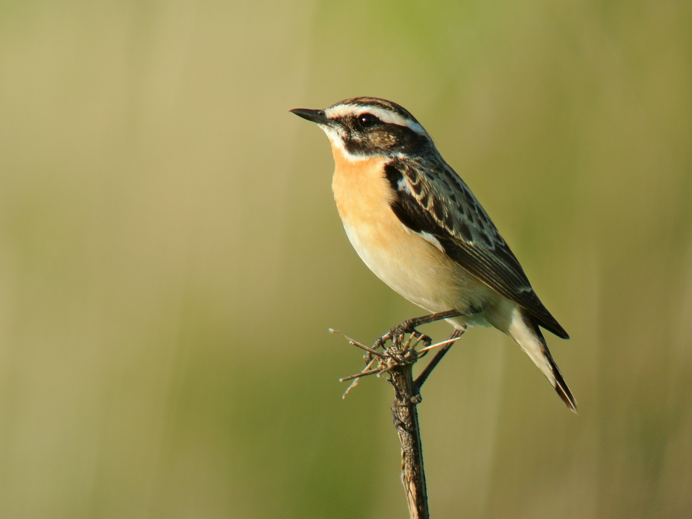 Whinchat (Saxicola rubetra) :: BirdWeather