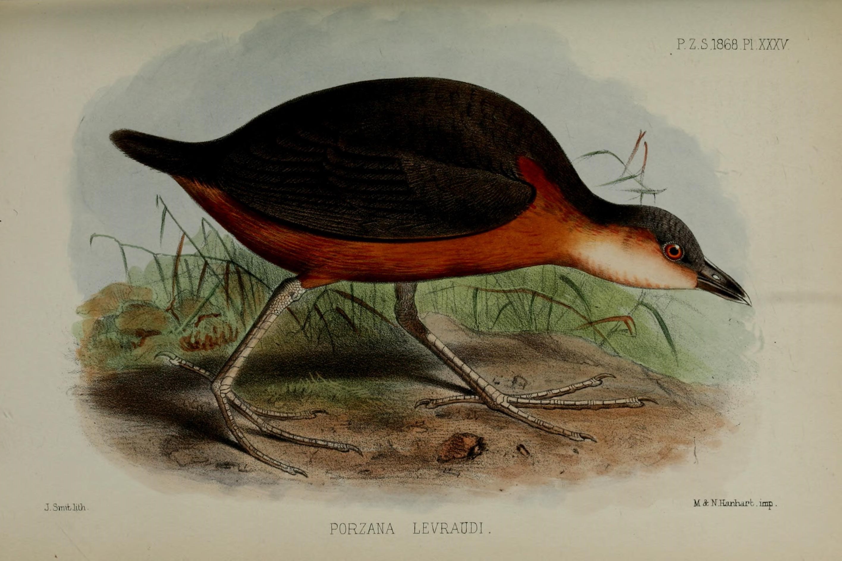 Rusty-flanked Crake (Laterallus levraudi) :: BirdWeather