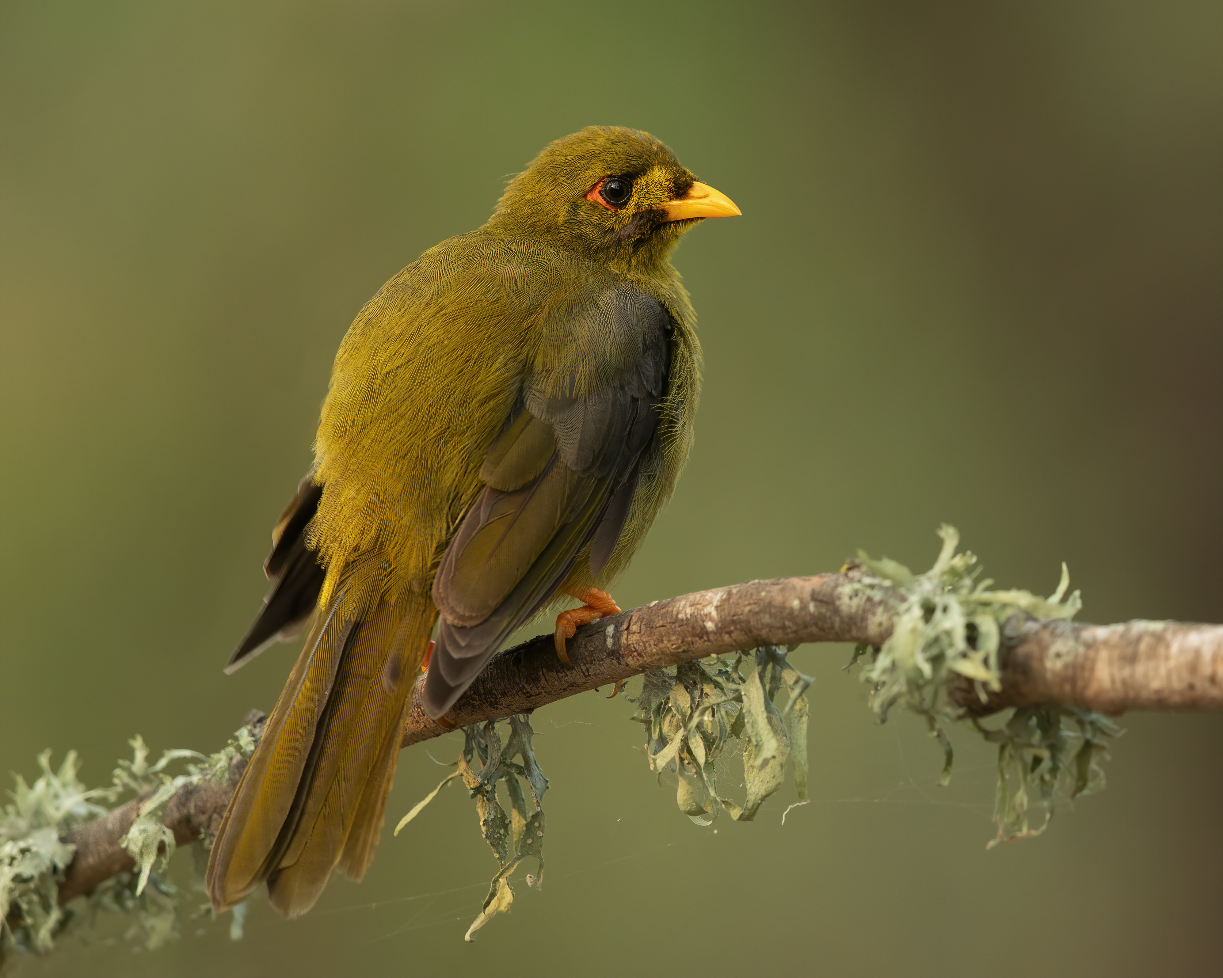 Bell Miner (Manorina melanophrys) :: BirdWeather