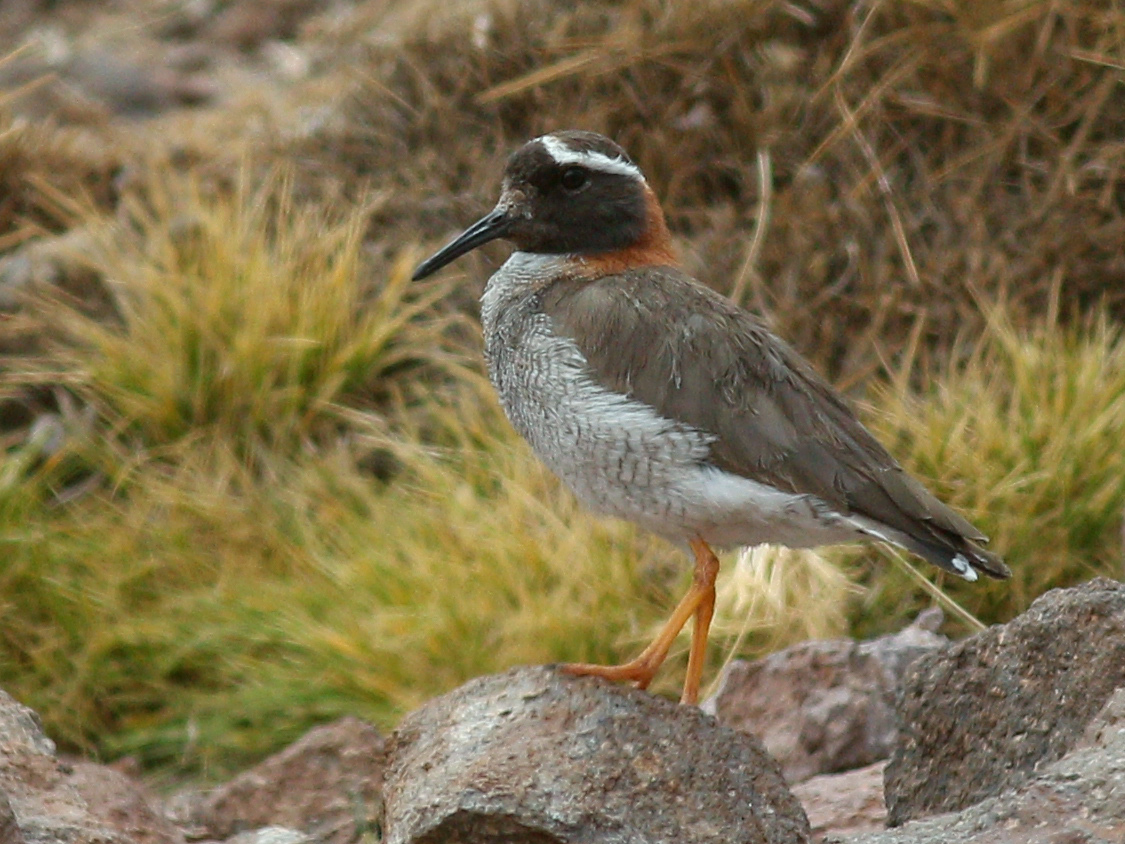 Diademed Sandpiper-Plover (Phegornis mitchellii) :: BirdWeather
