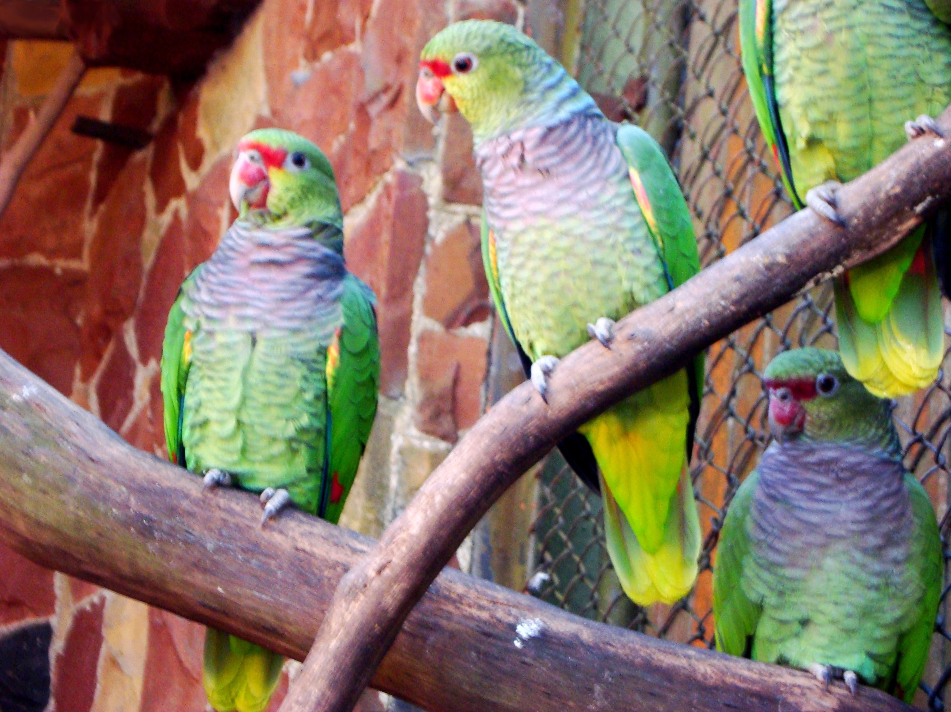 Vinaceous-breasted Parrot (Amazona vinacea) :: BirdWeather