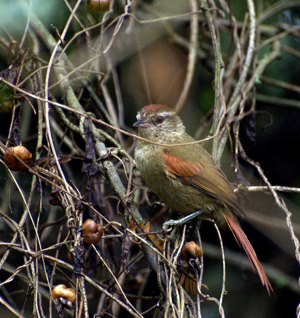 Pallid Spinetail (Cranioleuca pallida) :: BirdWeather