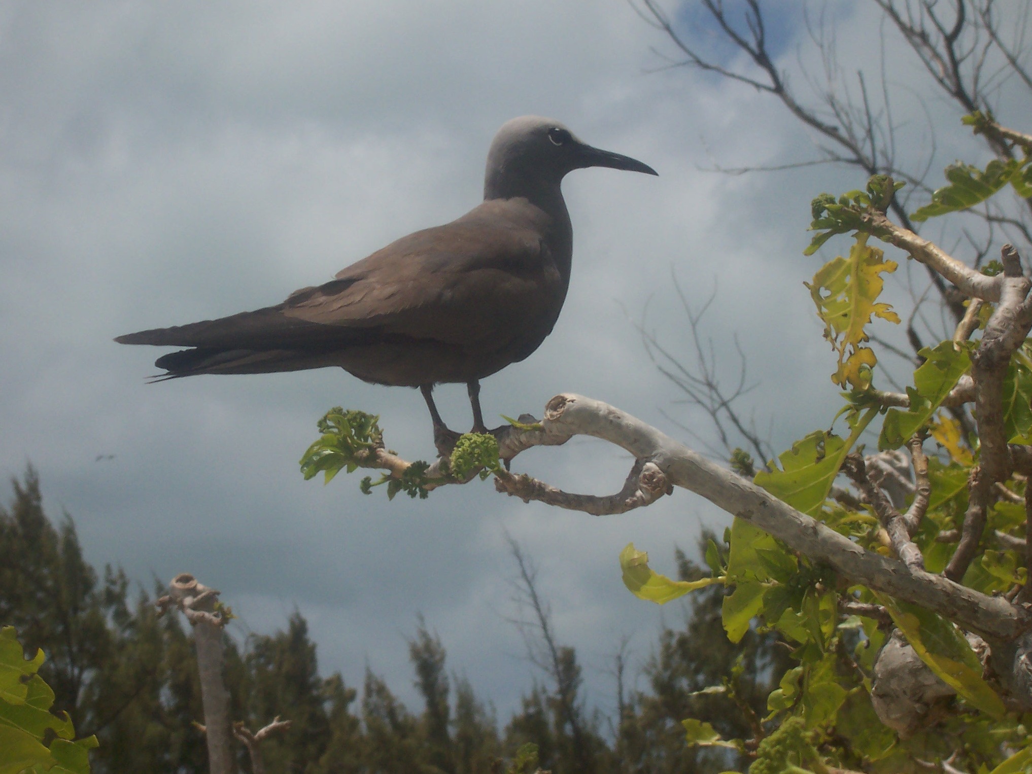 Lesser Noddy (Anous tenuirostris) :: BirdWeather