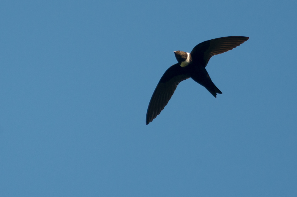 White-collared Swift (Streptoprocne zonaris) :: BirdWeather