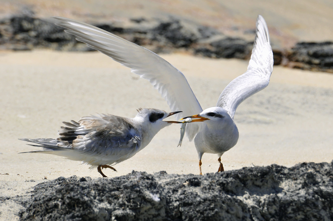 Snowy-crowned Tern (Sterna trudeaui) :: BirdWeather
