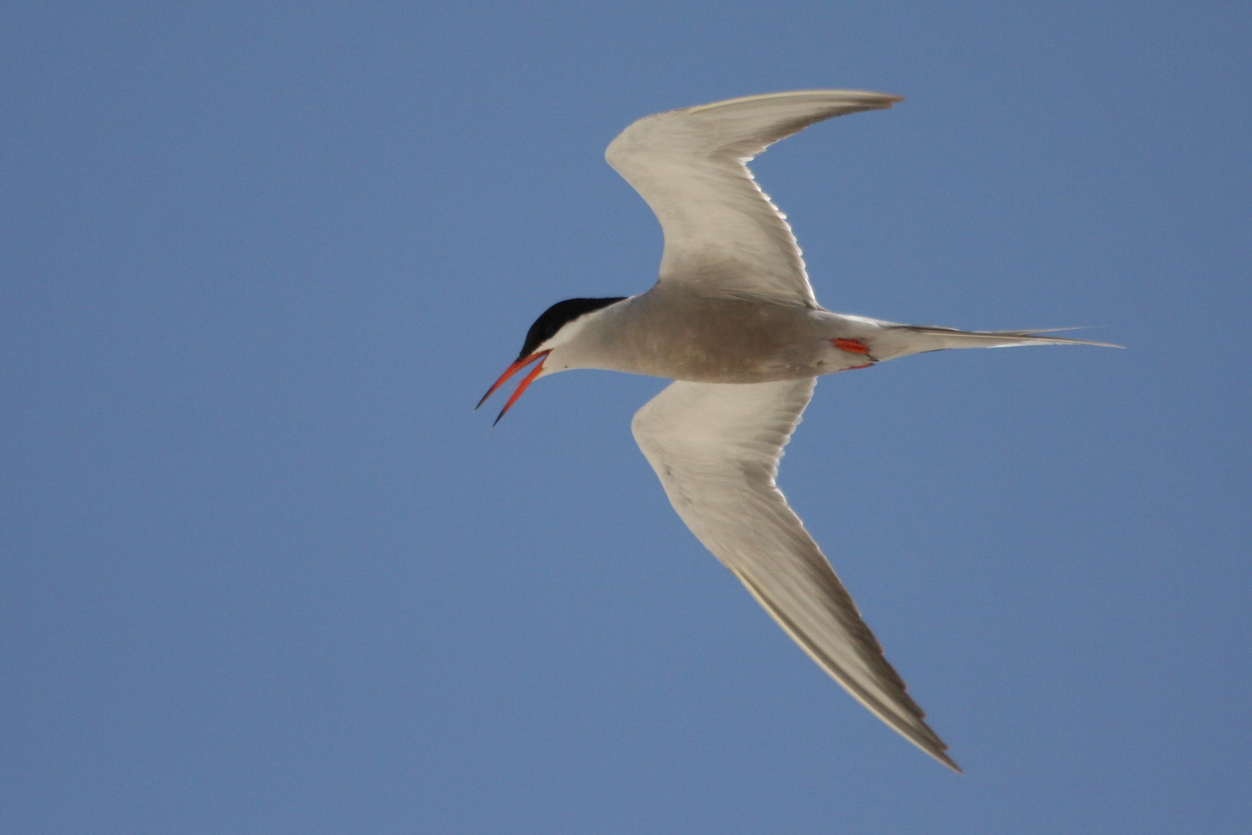 White-cheeked Tern (Sterna repressa) :: BirdWeather