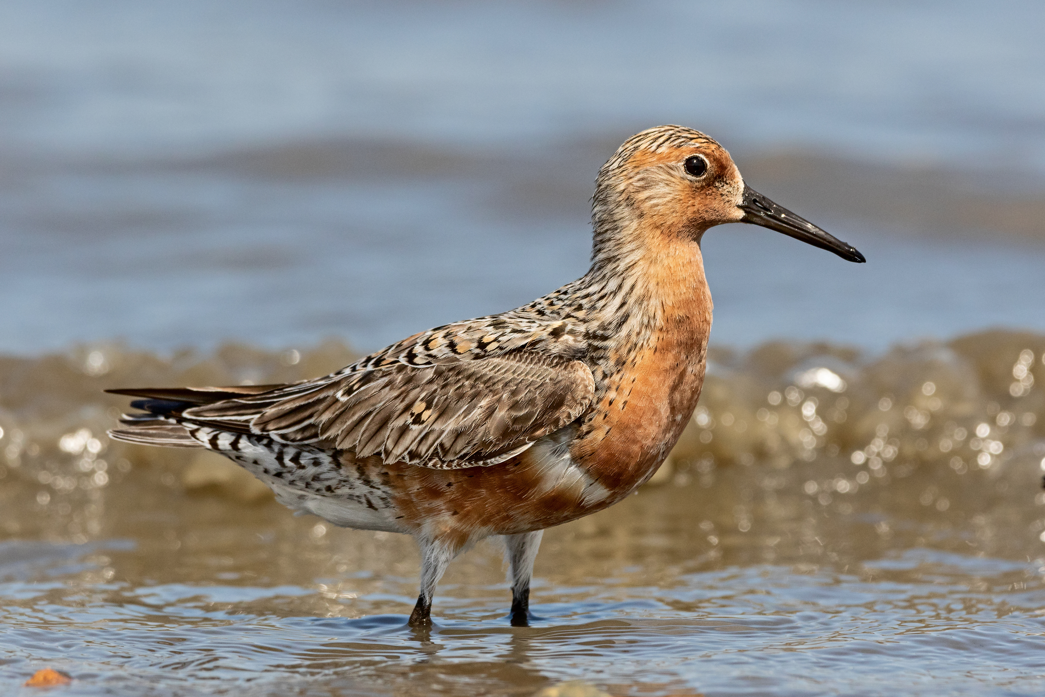 Red Knot (Calidris canutus) :: BirdWeather