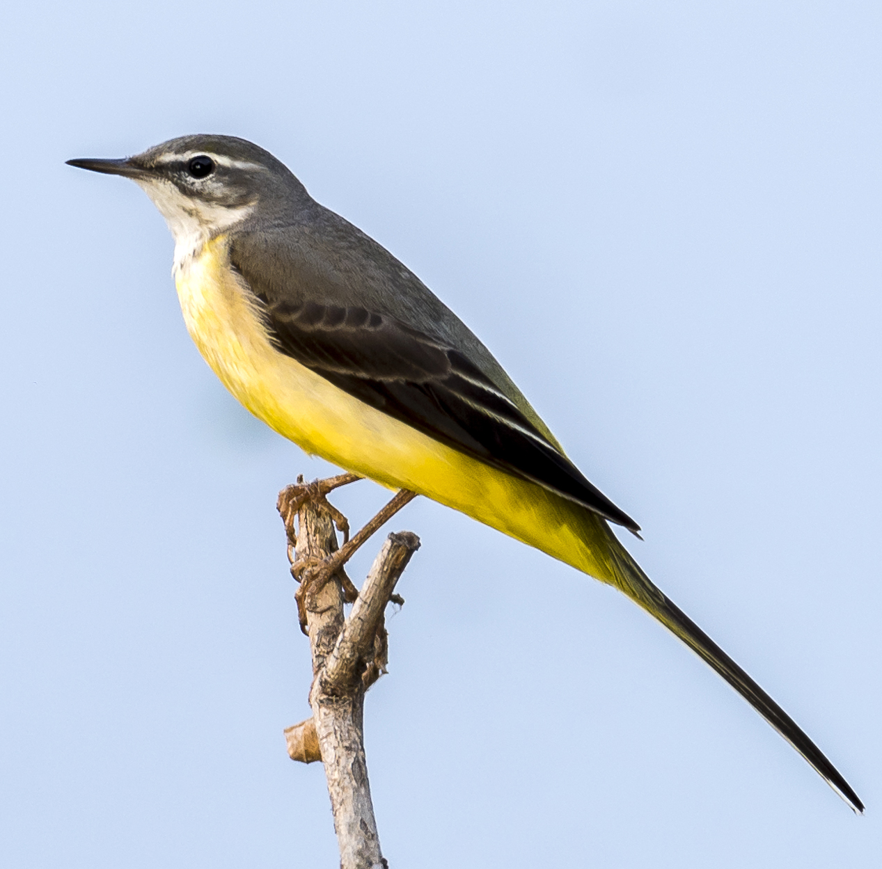 Gray Wagtail (Motacilla cinerea) :: BirdWeather
