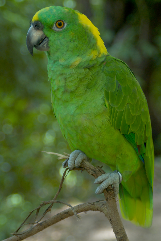 Yellow-naped Parrot (Amazona auropalliata) :: BirdWeather