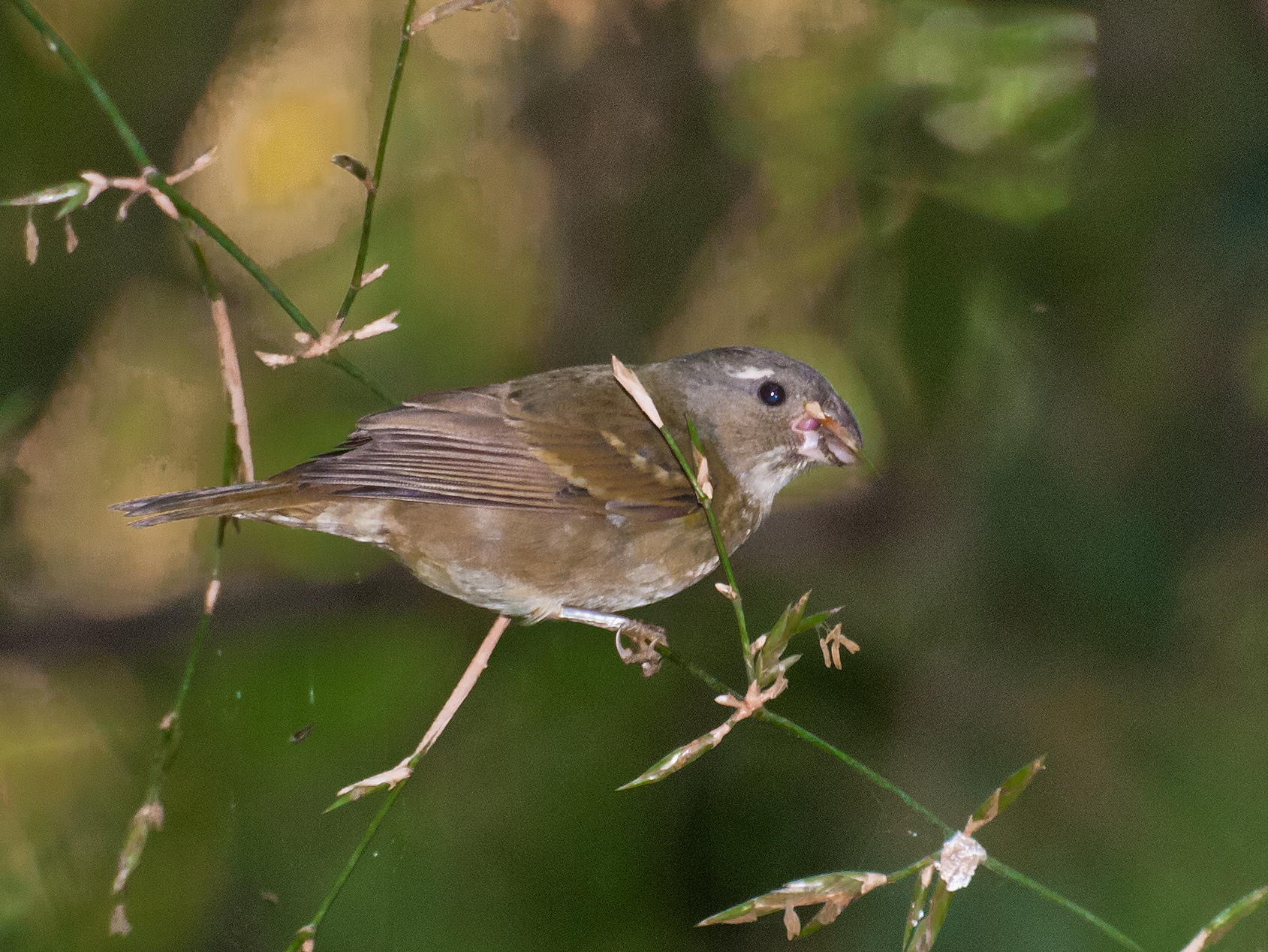 Buffy-fronted Seedeater (Sporophila frontalis) :: BirdWeather