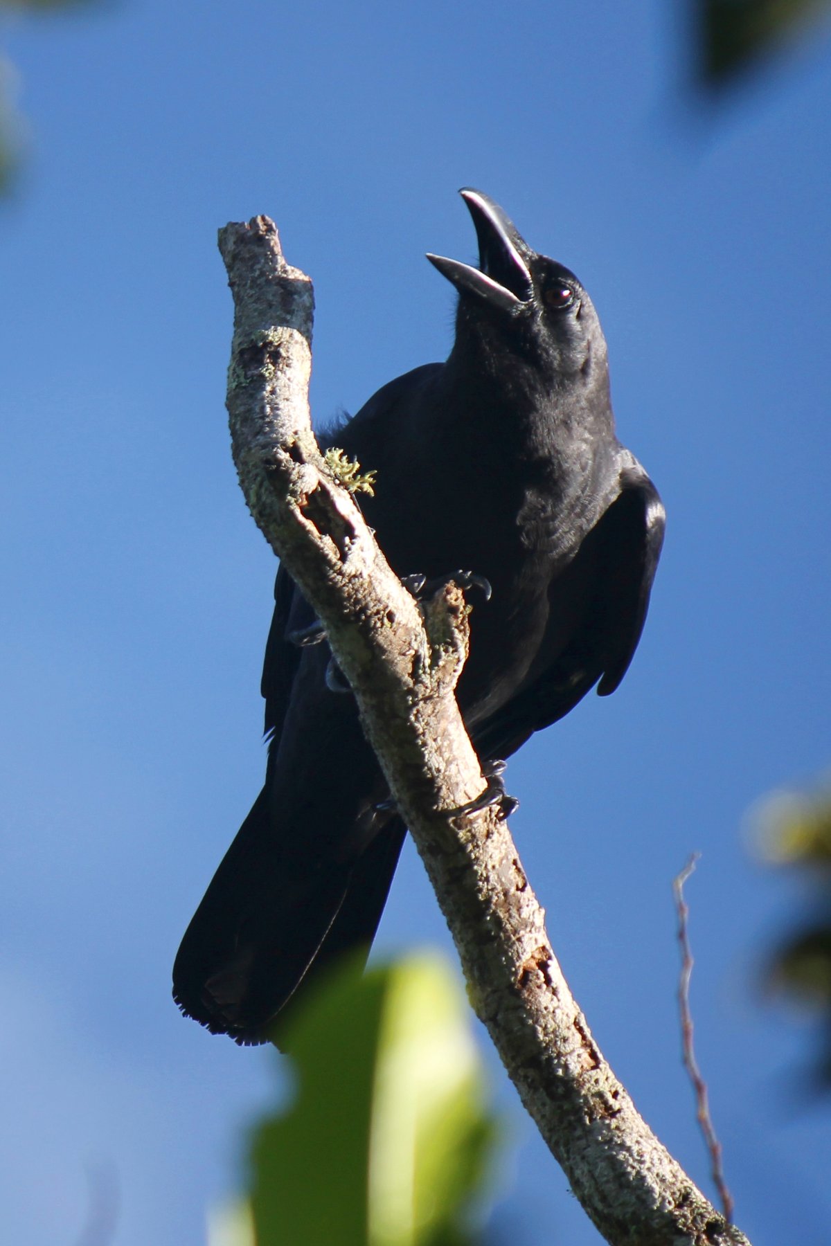 Slender-billed Crow (Corvus enca) :: BirdWeather