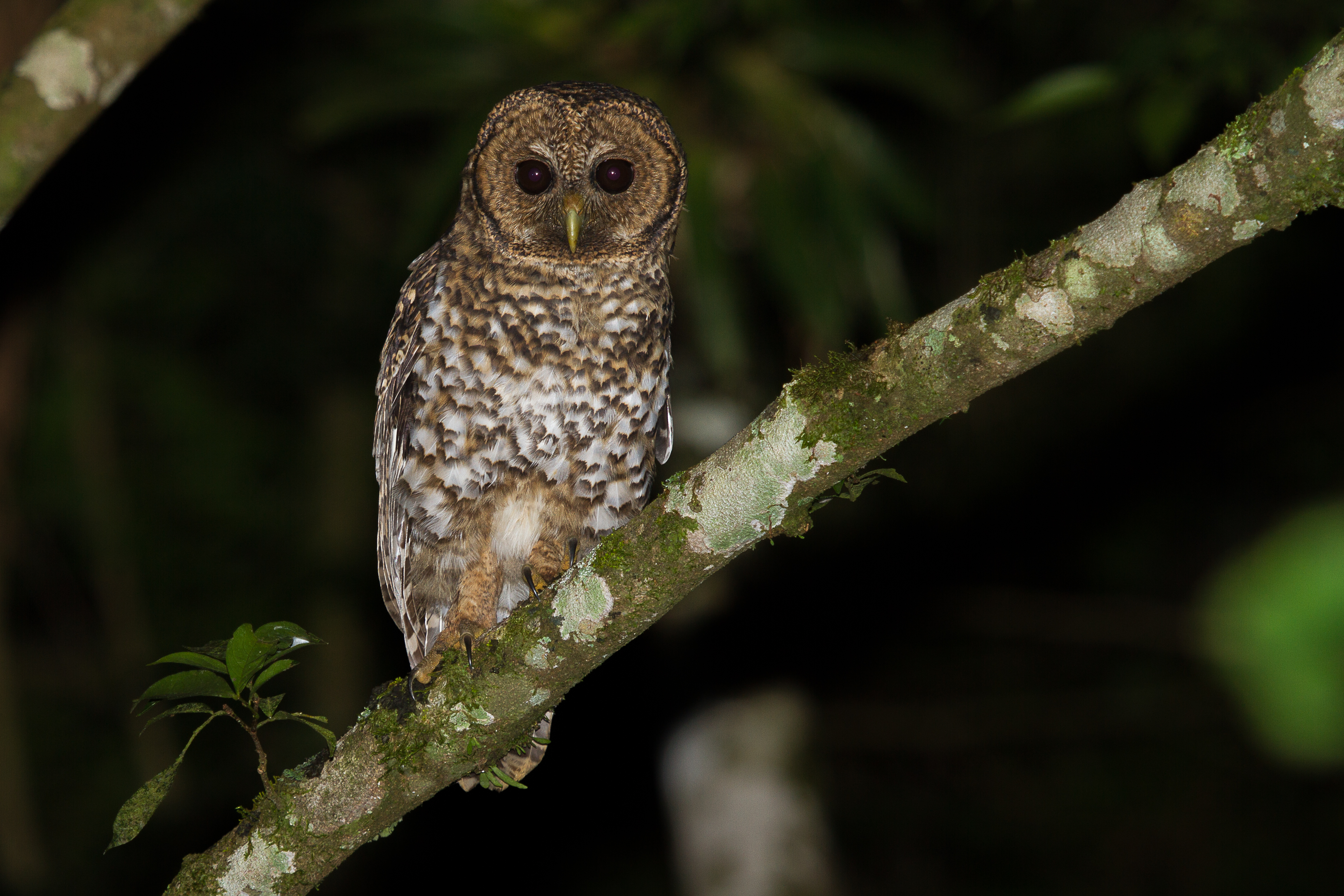 Rusty-barred Owl (Strix hylophila) :: BirdWeather