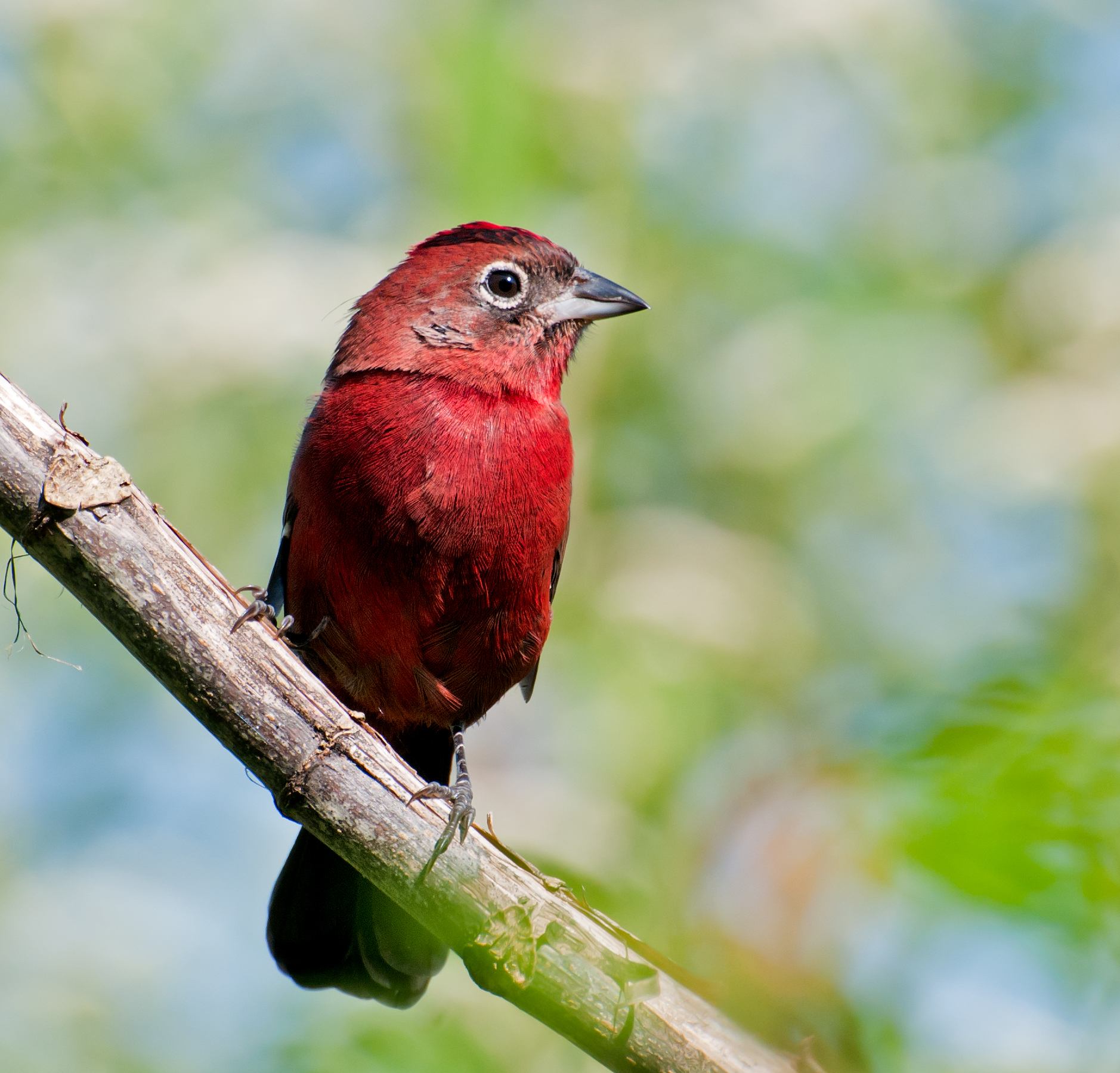 Red-crested Finch (Coryphospingus cucullatus) :: BirdWeather