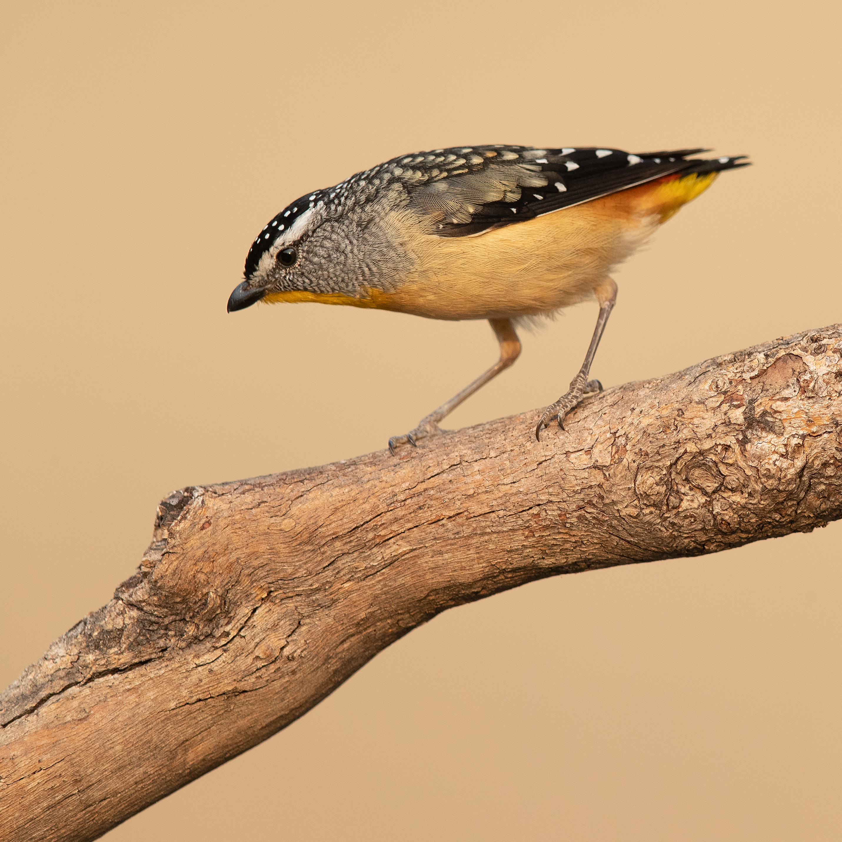 Spotted Pardalote (Pardalotus punctatus) :: BirdWeather