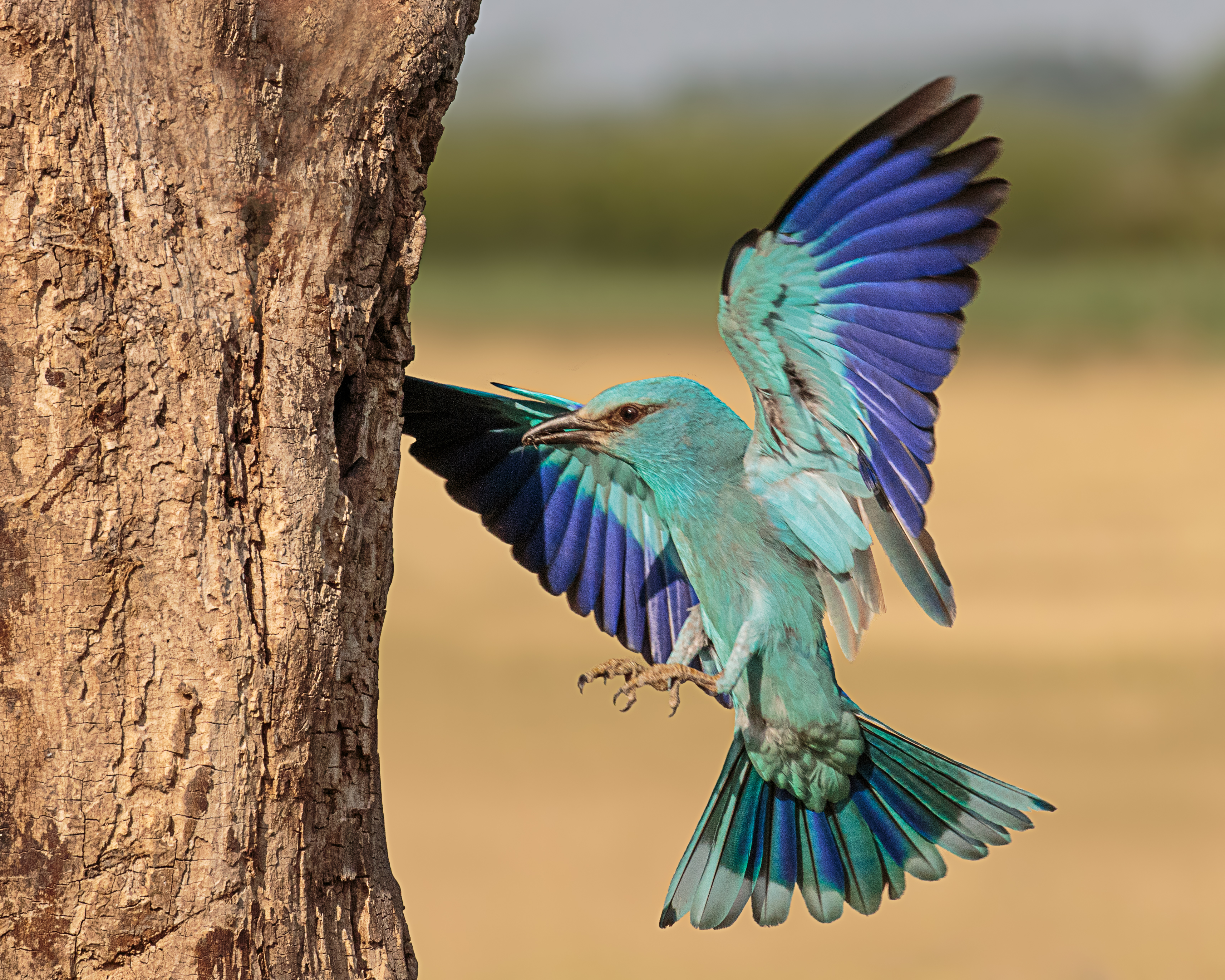 European Roller (Coracias garrulus) :: BirdWeather