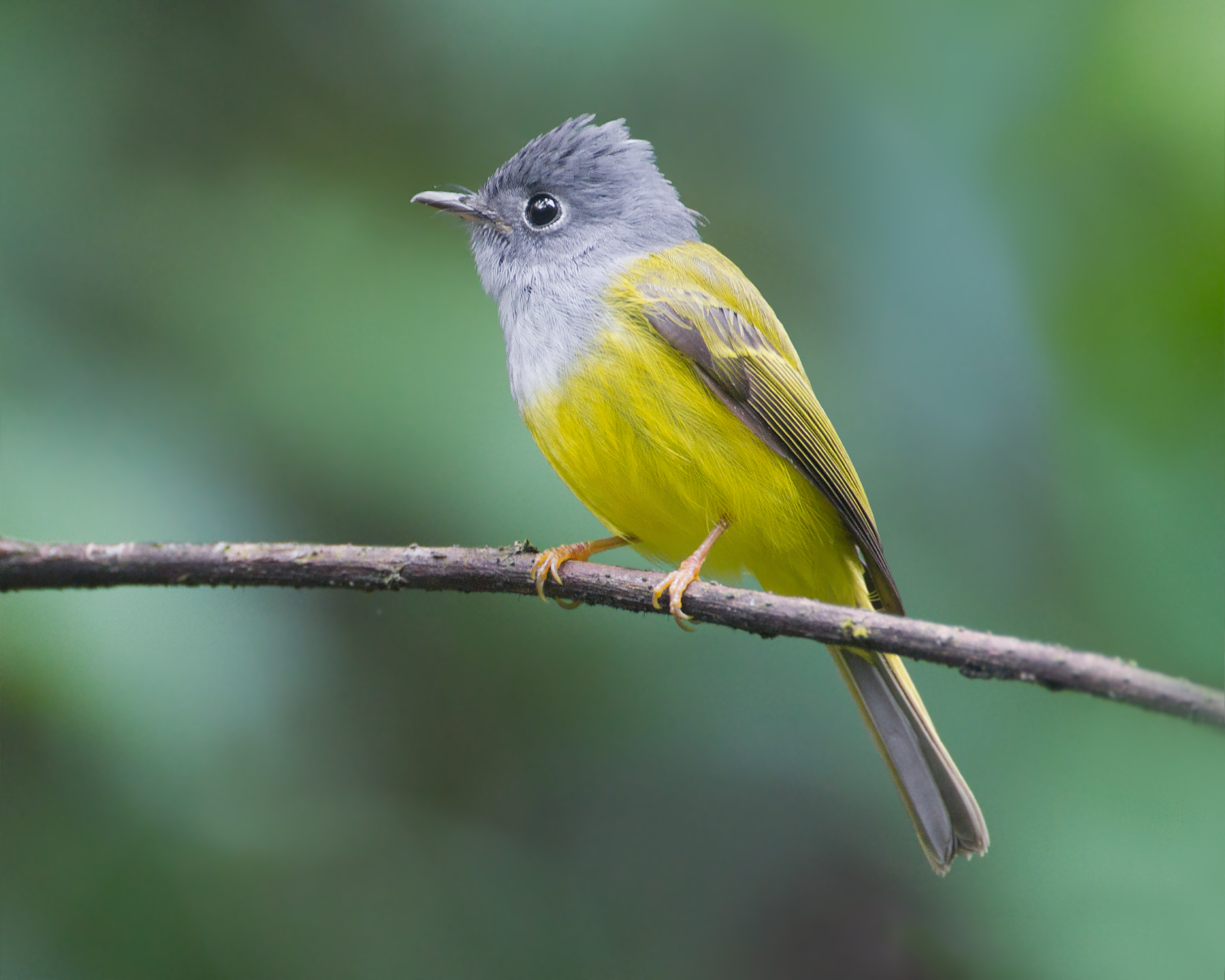 Gray-headed Canary-Flycatcher (Culicicapa ceylonensis) :: BirdWeather