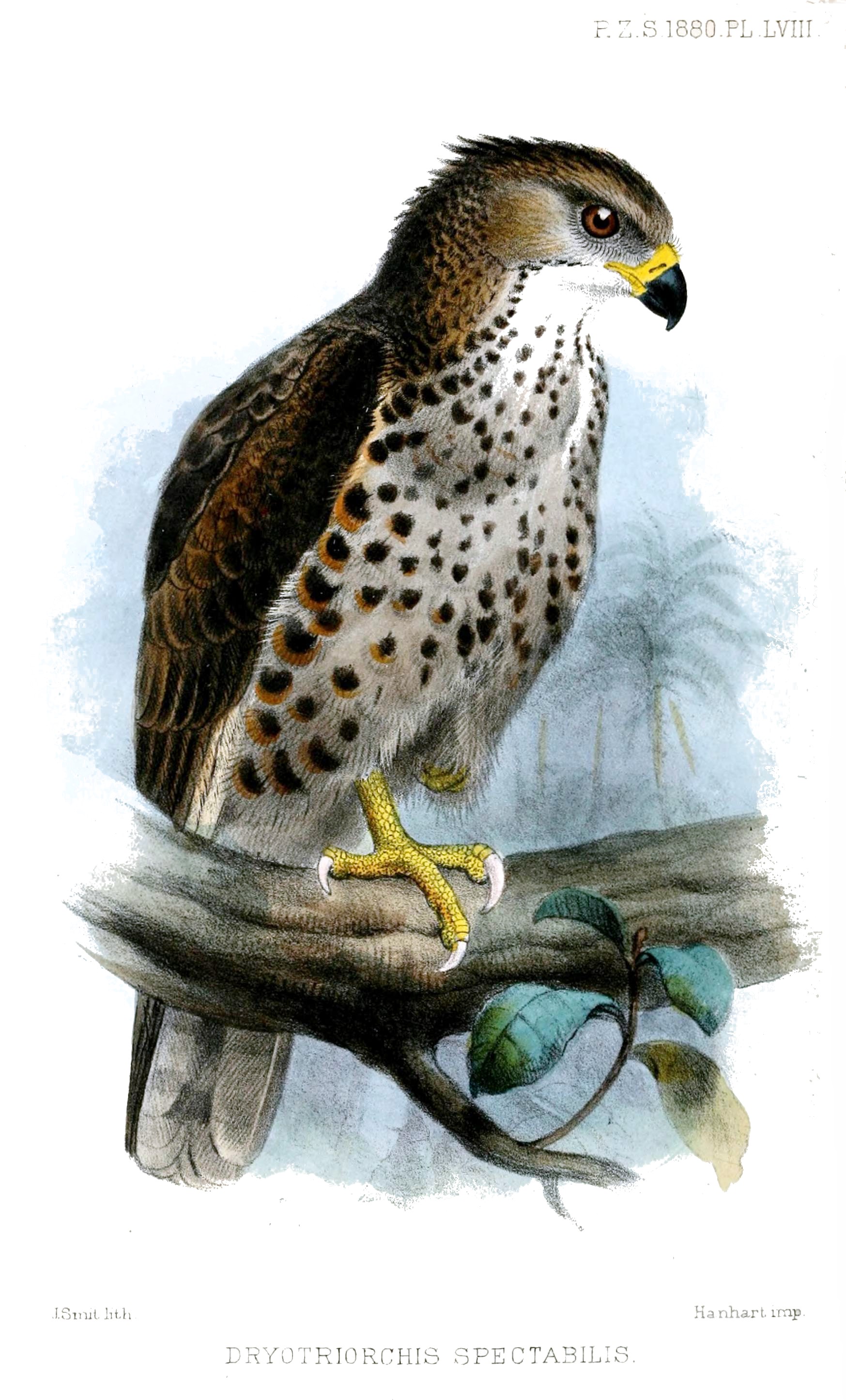Congo Serpent-Eagle (Dryotriorchis spectabilis) :: BirdWeather
