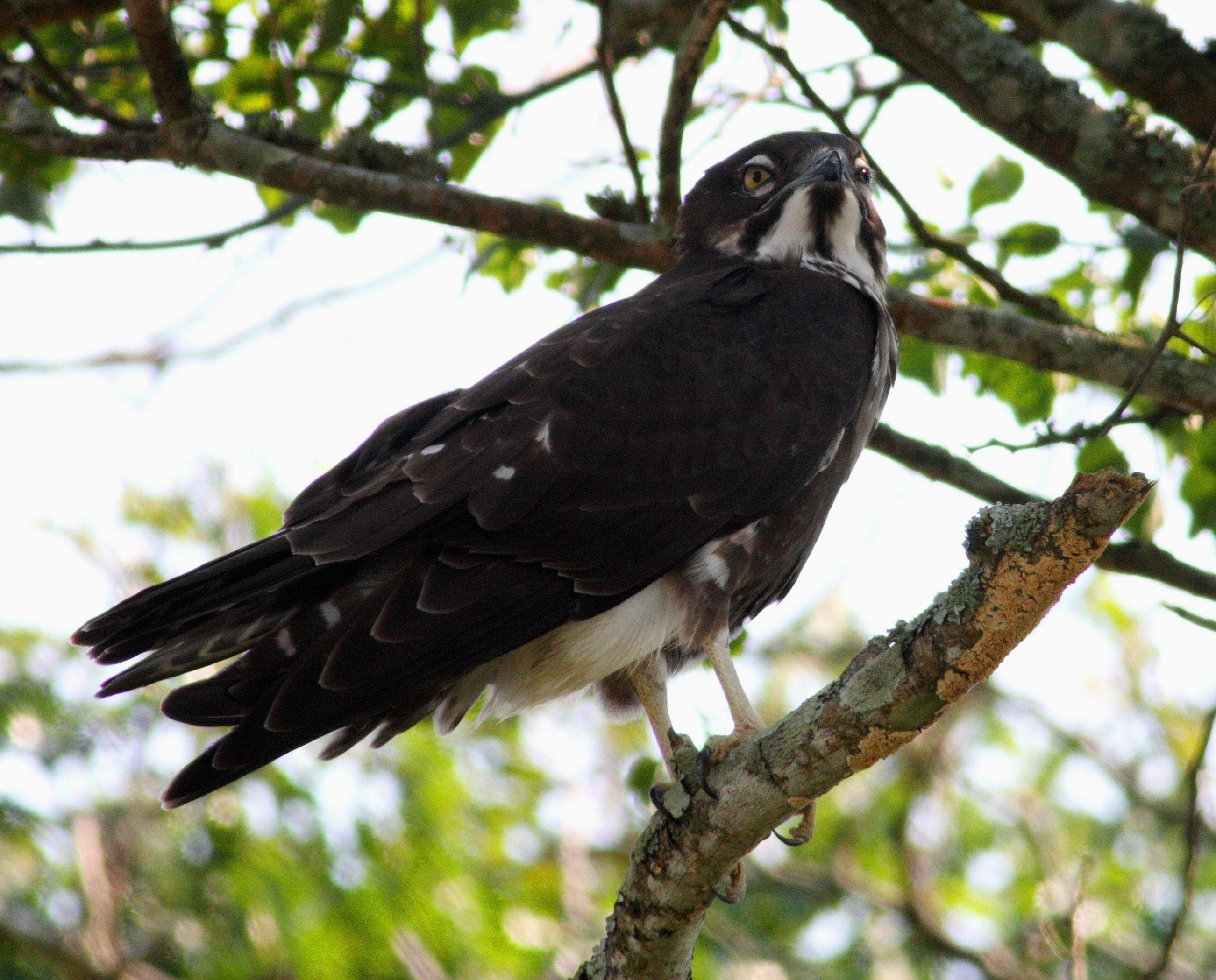 Bat Hawk (Macheiramphus alcinus) :: BirdWeather