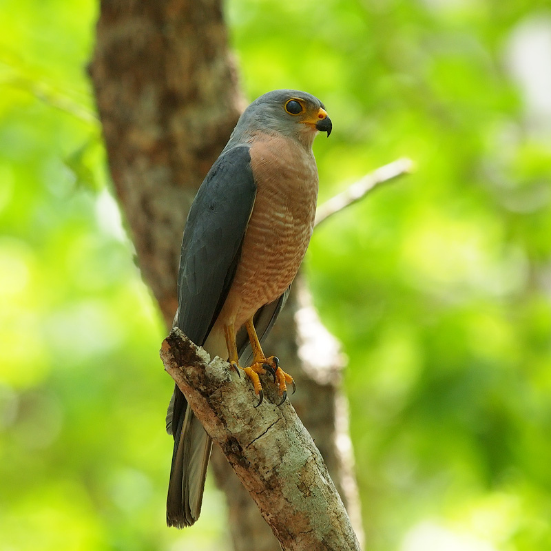 Variable Goshawk (Accipiter hiogaster) :: BirdWeather