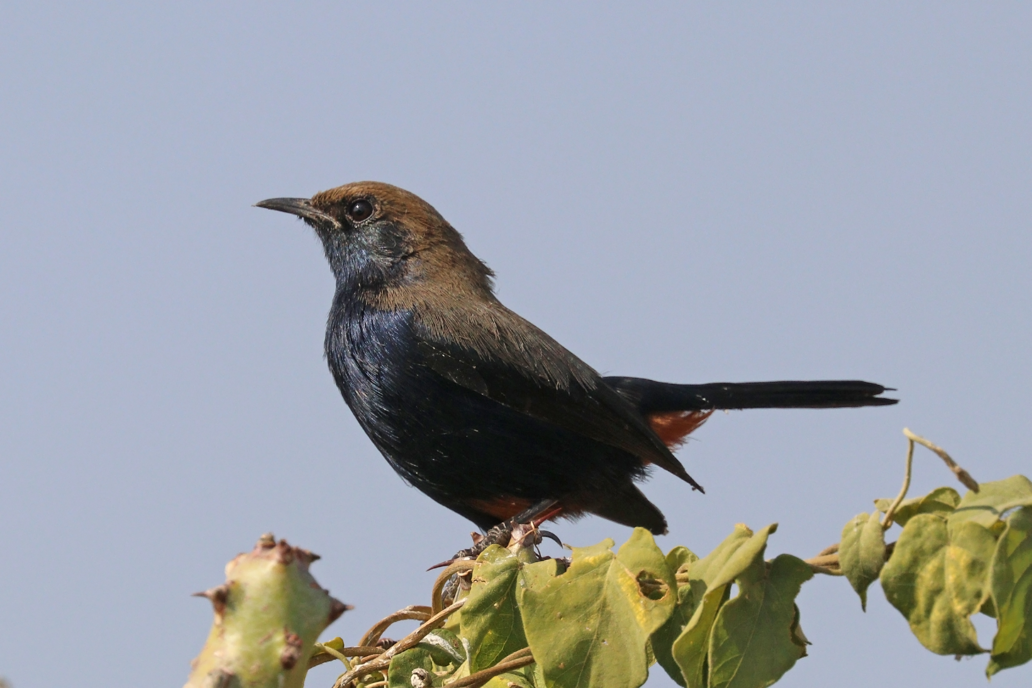Indian Robin (Copsychus fulicatus) :: BirdWeather