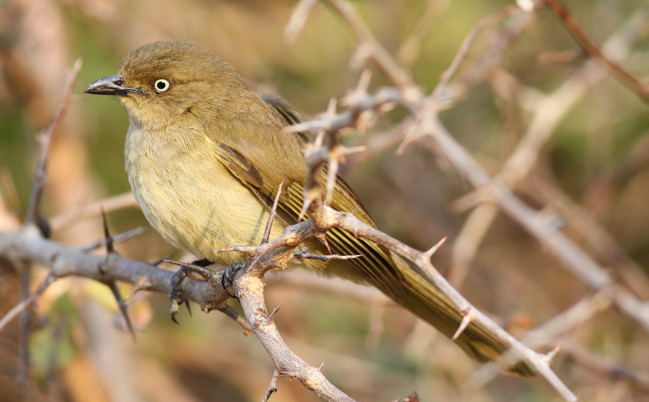 Sombre Greenbul (Andropadus importunus) :: BirdWeather