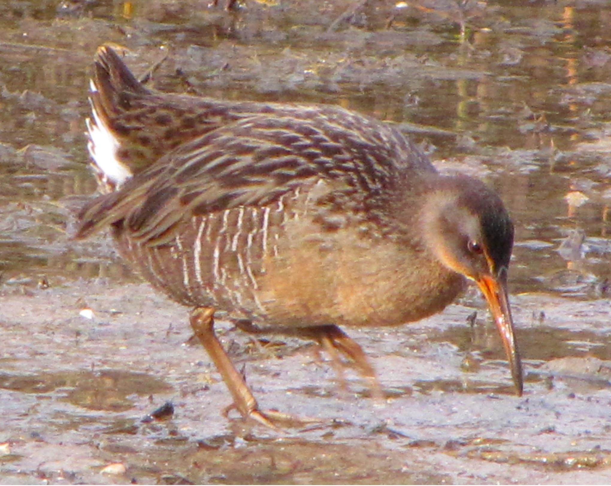 Clapper Rail (Rallus crepitans) :: BirdWeather