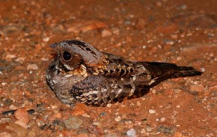 Fiery-necked Nightjar (Caprimulgus pectoralis) :: BirdWeather