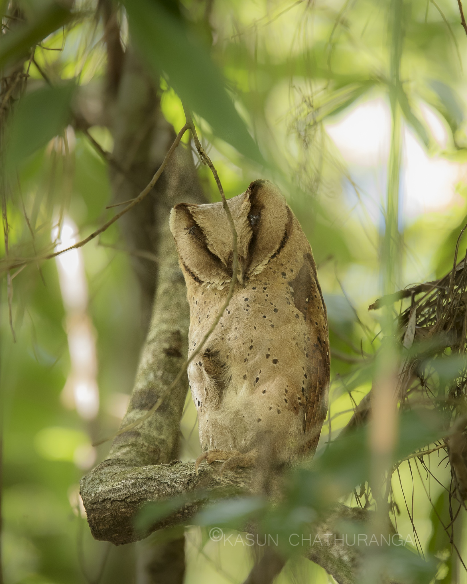 Sri Lanka Bay-Owl (Phodilus assimilis) :: BirdWeather
