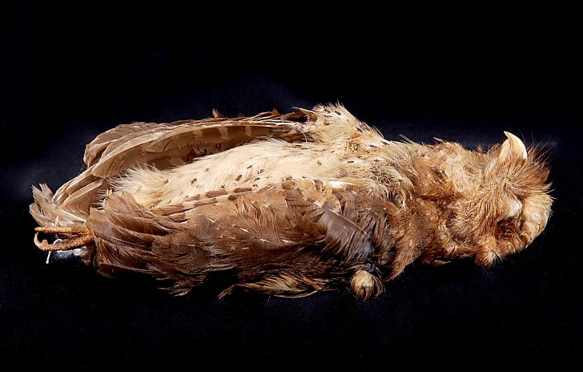 Reddish Scops-Owl (Otus rufescens) :: BirdWeather