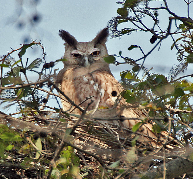 Dusky Eagle-Owl (Bubo coromandus) :: BirdWeather