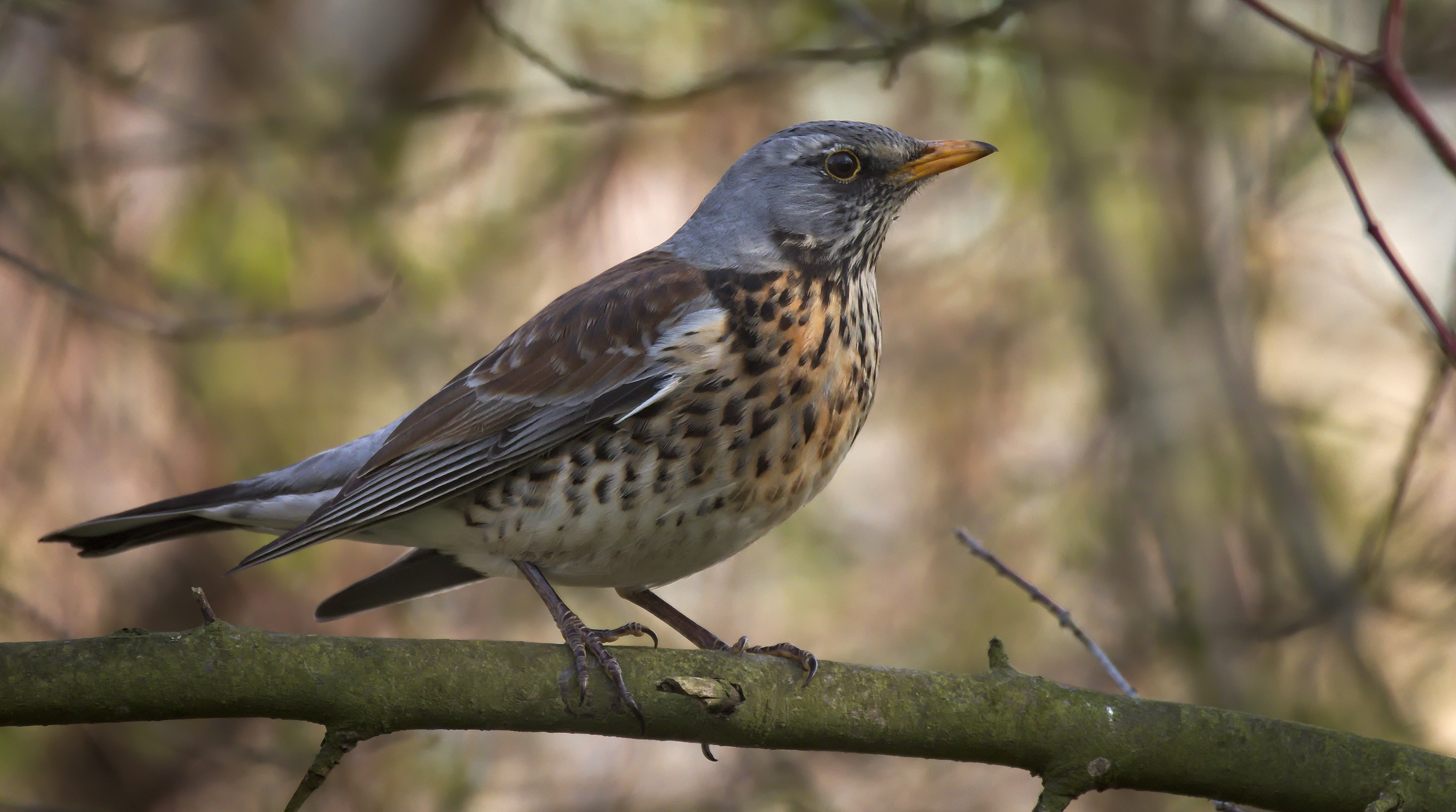 Fieldfare (Turdus pilaris) :: BirdWeather