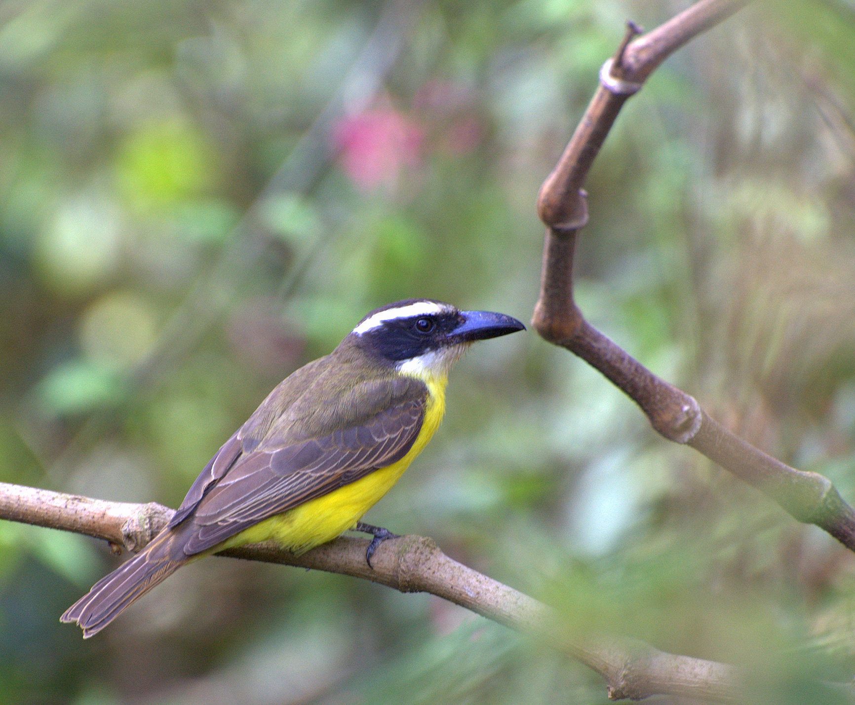 Boat-billed Flycatcher (Megarynchus pitangua) :: BirdWeather