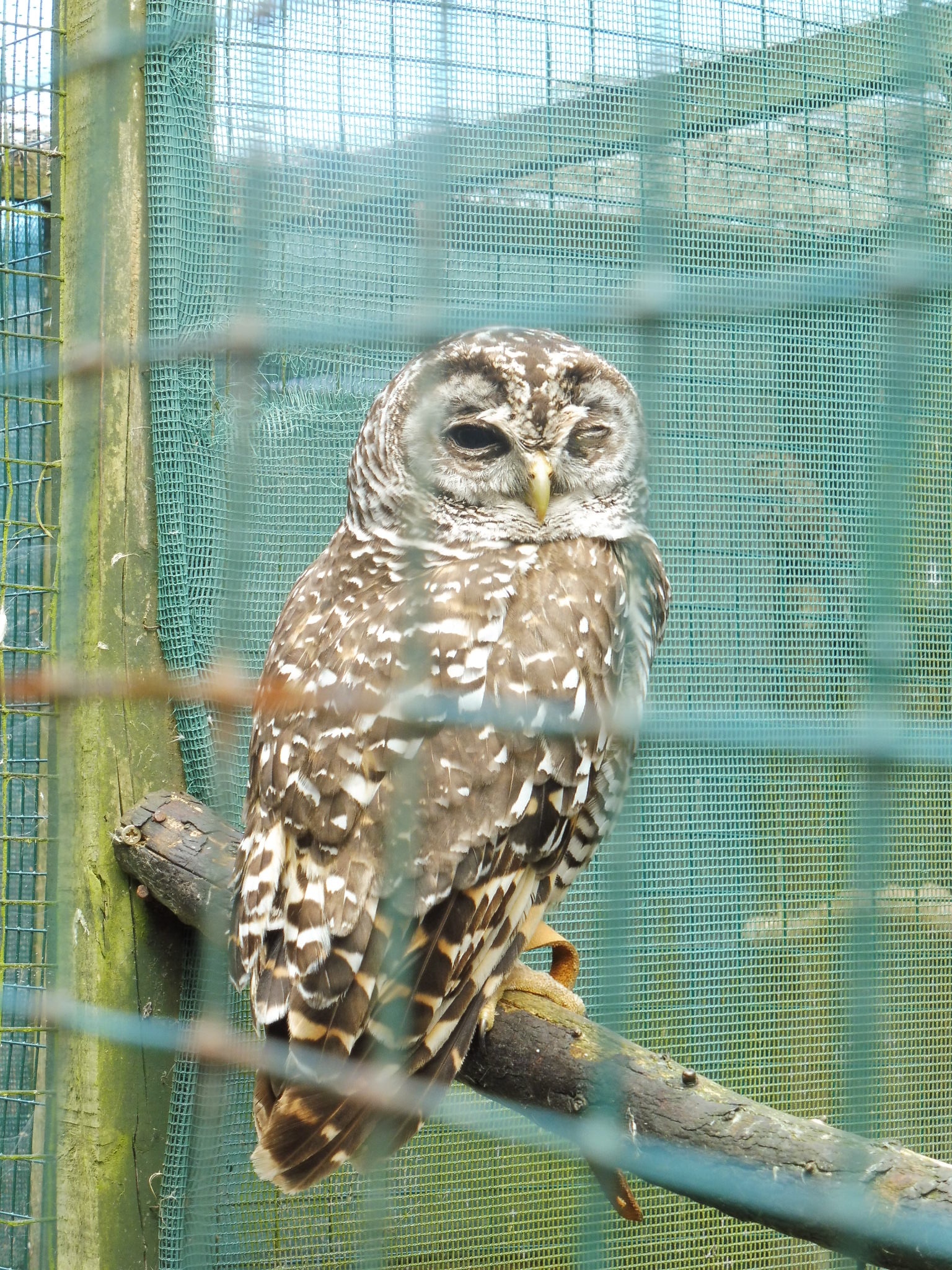 Chaco Owl (Strix chacoensis) :: BirdWeather