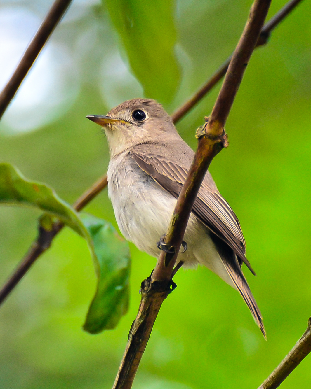 Asian Brown Flycatcher (Muscicapa dauurica) :: BirdWeather